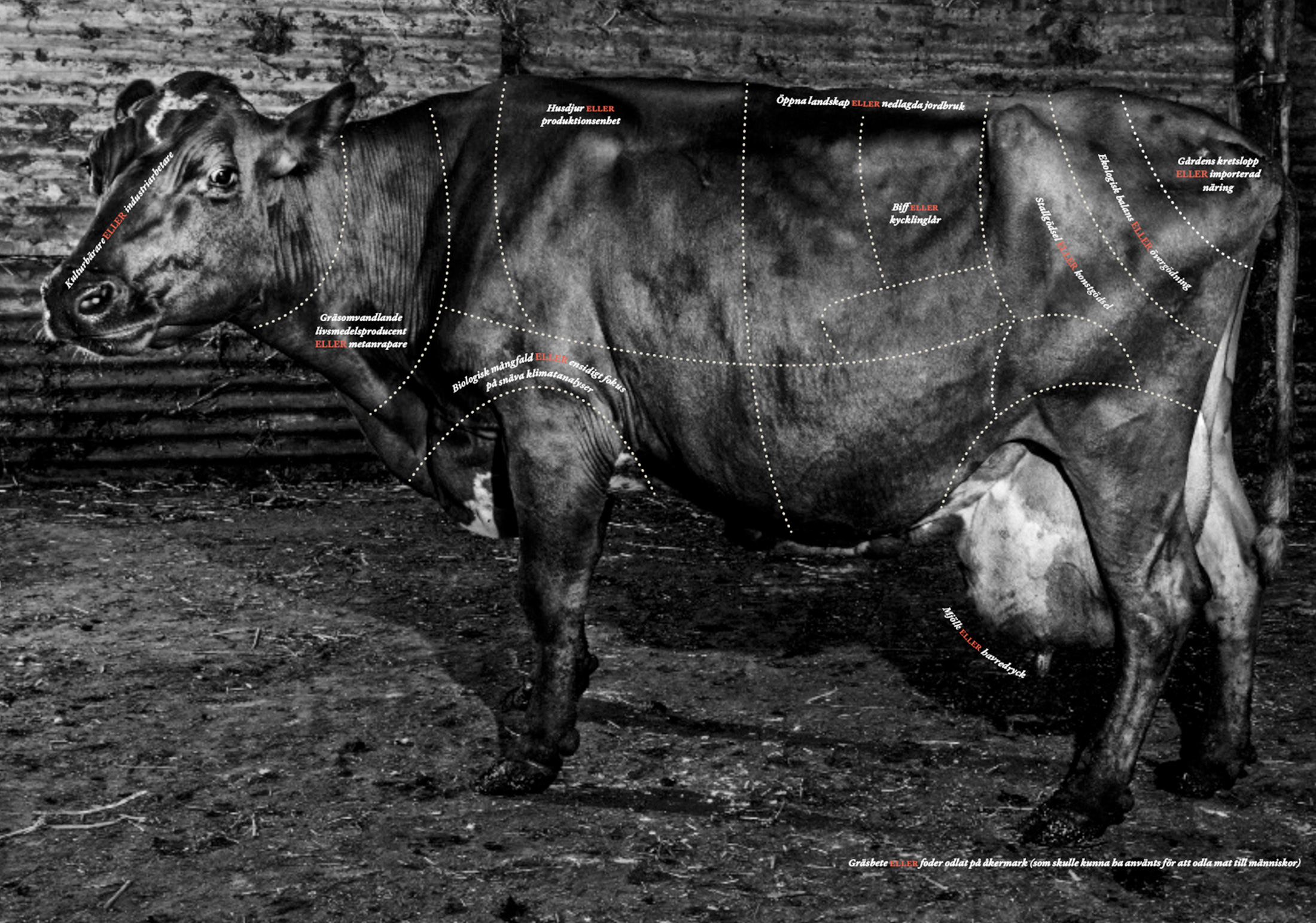 Svensk ko: klimatvärsting eller lantbrukets ryggrad?